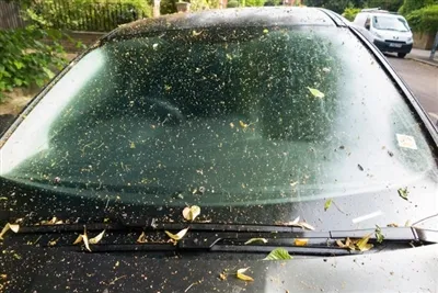 What to Do If Your Car Is Covered with Tree Resin - Knowledge ...
